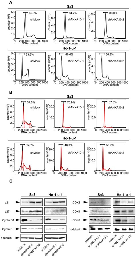 To Investigate Cell Cycle Progression We Analyzed Flow Cytometric Download Scientific Diagram
