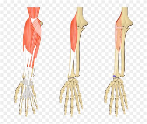Attachments Action And Innervation Flexor Carpi Ulnaris Hd Png Download 1200x630 3776802