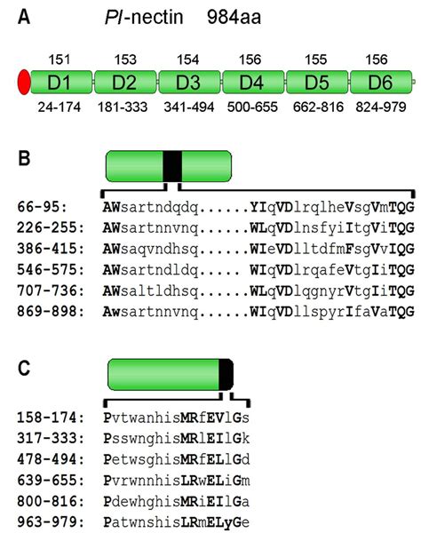 Pl Nectin Protein Structure And Consensus Domains A Download Scientific Diagram