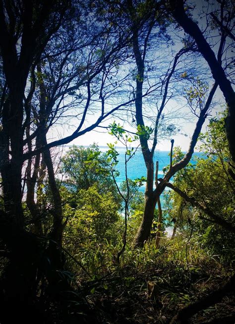 Peak A Boo Stock Image Image Of Nature Forest Hole