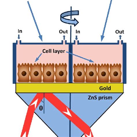Dynamics Of IEC Cells Refractive Index N Cell A And Average Cell Download Scientific