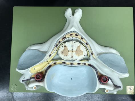 Spinal Cord Diagram Quizlet Spinal Cord Diagram Quizlet