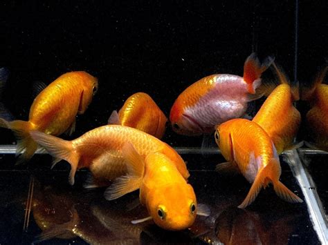 Assorted Ranchu Goldfish 2 Colorful Pond Fish For Sale Aqua Huna