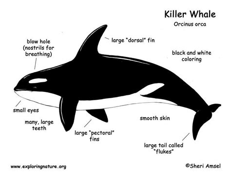 Whale Killer Killer Whales Whale Orca Whales
