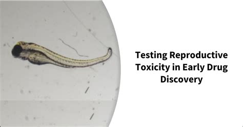Testing Reproductive Toxicity In Early Drug Discovery
