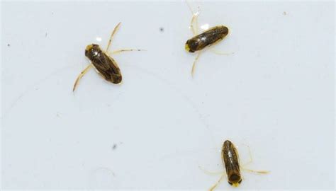 Tiny Winged Bugs In Pool Seem To Hop Along Water
