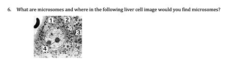 Solved 6 What Are Microsomes And Where In The Following