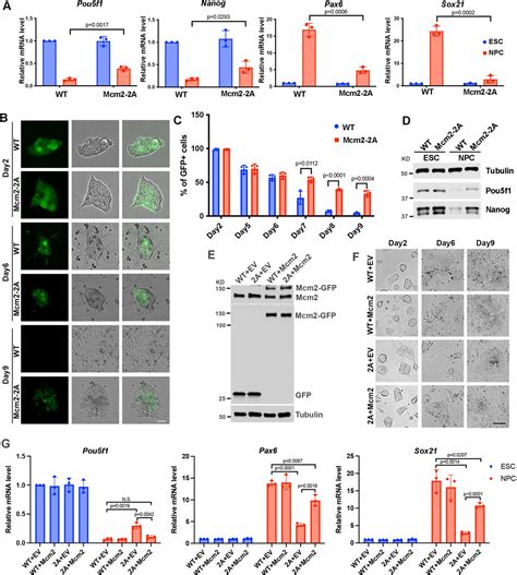 Mcm2 Promotes Stem Cell Differentiation Via Its Ability To Bind H3 H4 Elife