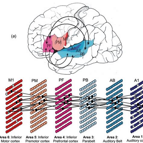 The Relevant Areas Of The Perisylvian Cortex Overall Network Download Scientific Diagram