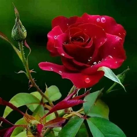 နွင္းဆီပန္းေရာင္စံုျမတ္ႏိုးစြဲလမ္းသူမ်ား Yangon