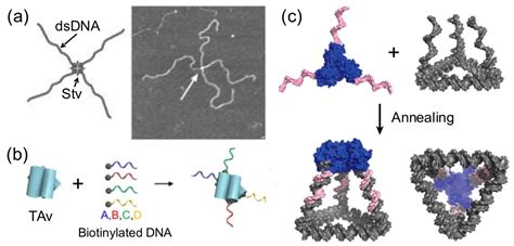 Nanomaterials Free Full Text Strategies To Build Hybrid Proteindna
