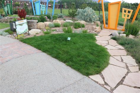 Fine Fescue Colorado Native Grass Guide