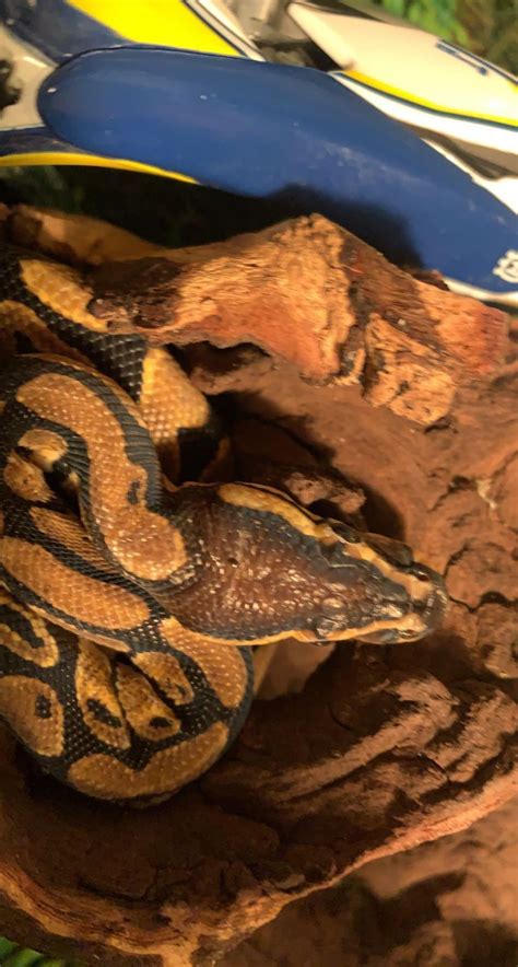 Mites Pt 2 Rballpython