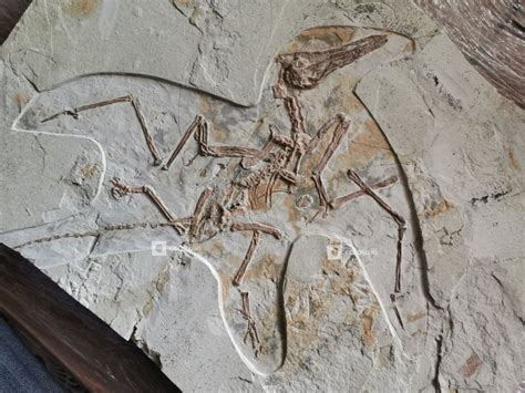 Rare Complete Skeleton Of Pterosaurus Fossil Not Bird Fossil Fossil