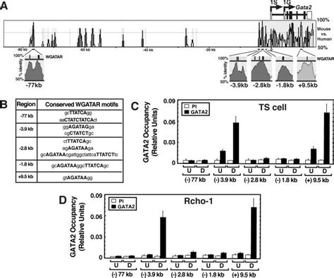 Gata2 Induction During Trophoblast Differentiation Is Associated With Download Scientific