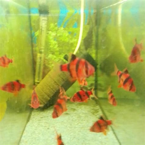 Аквариумные рыбки купить в Тюмени цена 15 руб дата размещения 19 04 2025 Рыбки