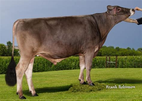 Webshop St Genetics Holland B V