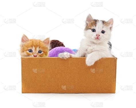 毛线团的小猫。素材 花瓣网