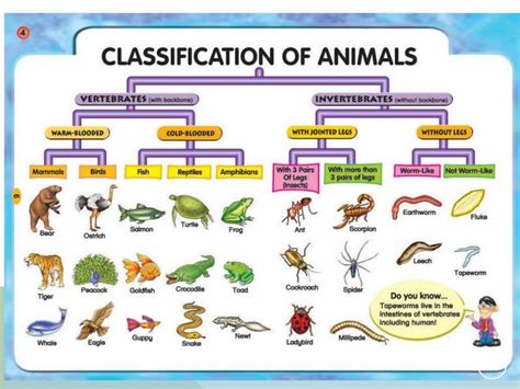 Characteristics And Classification Of Living Organisms Igcse O Level