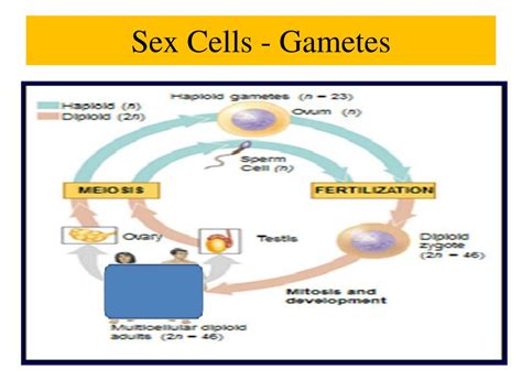 ppt chromosomes and cell cycle sdk october 1 2013 powerpoint