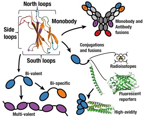 Cells Free Full Text Development And Differentiation In Monobodies Based On The Fibronectin
