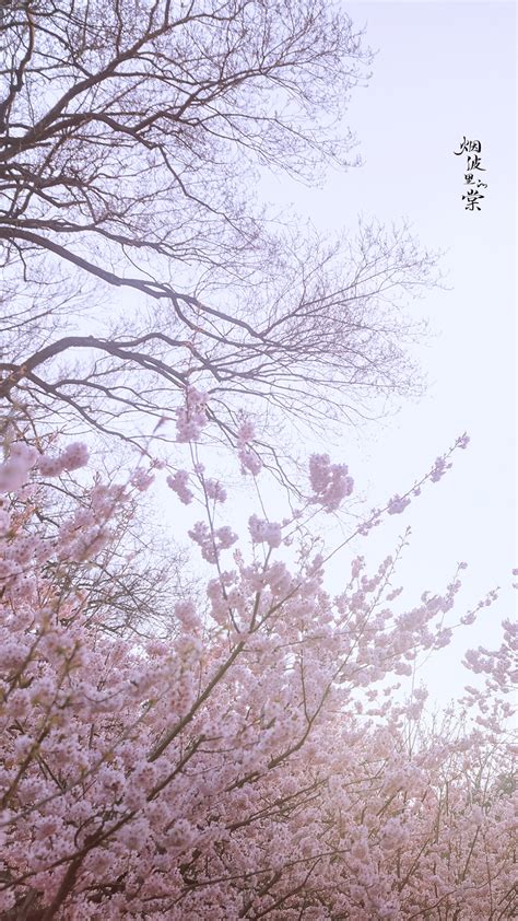 落日余晖下的椿寒樱 高清图片，堆糖，美图壁纸兴趣社区