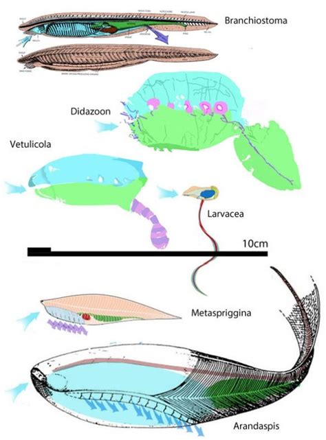 Didazoon And Vetulicola Early Cambrian Larvacean And Echinoderm