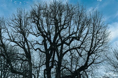 Baumgeist Foto And Bild Pflanzen Pilze And Flechten Bäume Bearbeitungs Techniken Bilder Auf