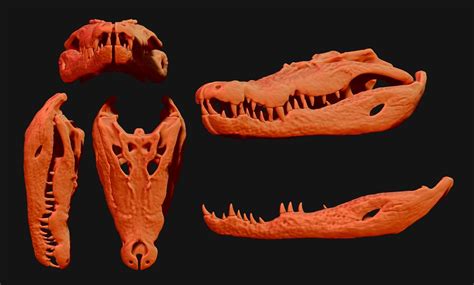 Crocodylus Porosus Skull Cnc And 3d Model 3d Printable Cgtrader