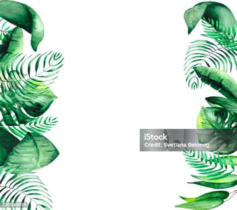 밝은 야자수 잎의 수채화 프레임입니다 초대장 인사말 사진 프레임 및 엽서에 대한 열대 그림 감사에 대한 스톡 벡터 아트 및 기타 이미지 Istock
