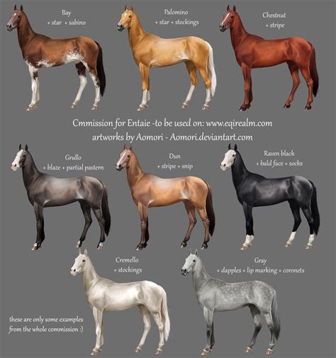 Arabian Horse Common Colors