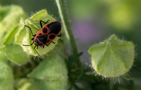 Bug Nature Close Free Image Download