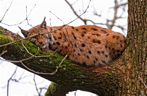 Рысь на дереве картинки и фото Koshka Top