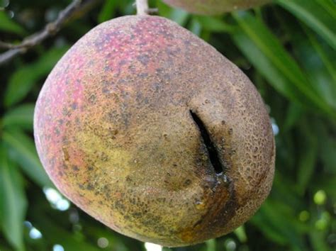 Mango Diseases