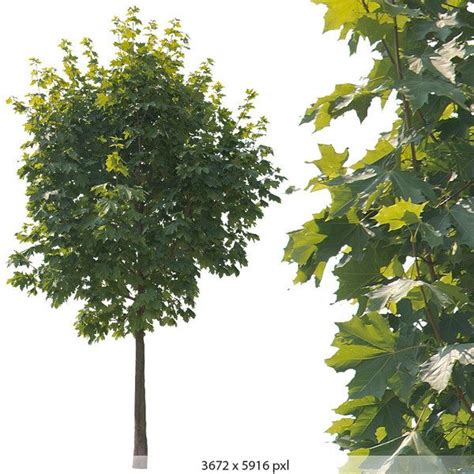 Texture PNG Tree Set Collection Tree Texture Color Depth