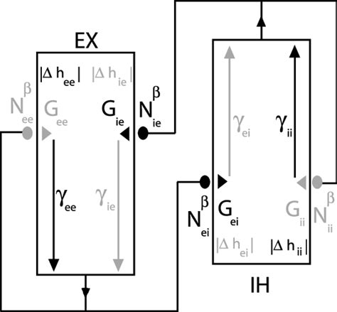 A Cartoon Of Two Interconnected Neuronal Populations Excitatory Ex On Download Scientific