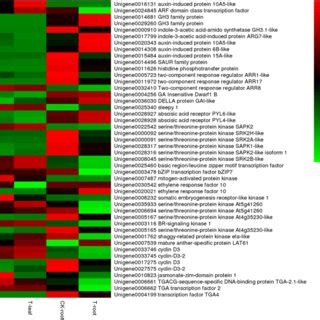 Heat Map Of The Expression Levels Of DEGs Involved In Starch And
