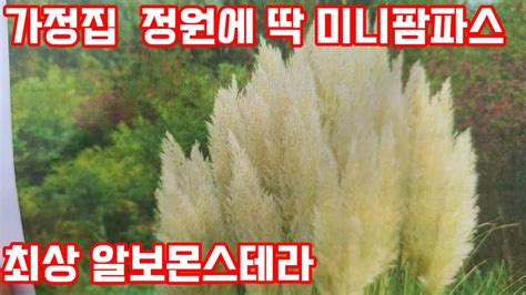 희귀식물 열대식물 반려식물 야생화꽃모종 다년생꽃모종 Youtube