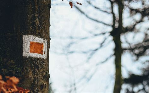 Download Wallpaper X Tree Label Paint Leaves Dry Widescreen Hd Background