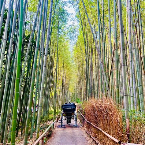 親孝行旅行in京都嵐山 Sumire”