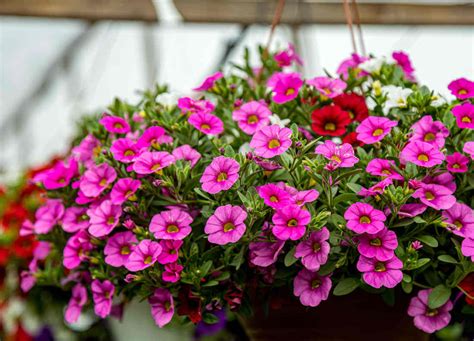 Calibrachoa Une Cascade Colorée Ciref Agriculture