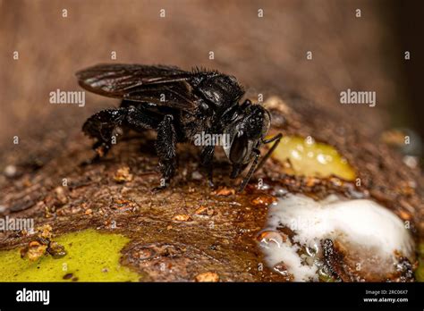 Abeille Meliponini Banque De Photographies Et Dimages à Haute