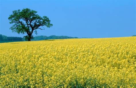 100 Pedunculated Pictures