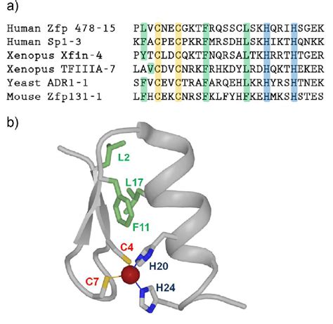 Sequence Alignments Of The Cchh Zinc Fingers And A Representative