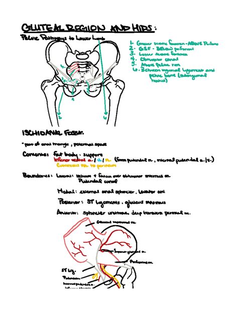 Lower Limb High Yield Anatomy Review Gsf Belowpiriformis Lesser