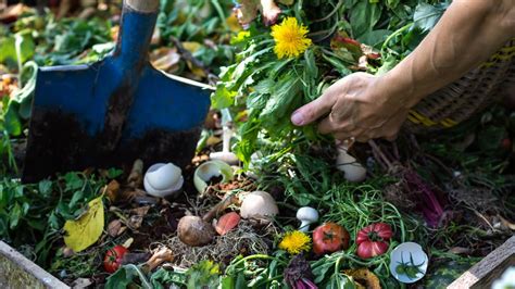 Can You Compost Weeds Experts Reveal All Homes And Gardens