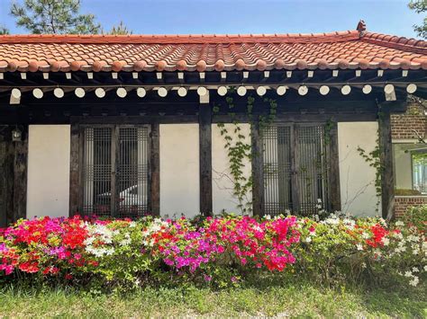 해밀갤러리 한옥스튜디오 지금 해밀갤러리는 철죽꽃 옷으로 갈아 입었답니다🌺 넘 예쁘죠😍