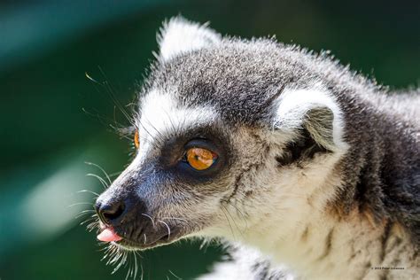 Katta Katta Lemur Catta Bumbus Flickr