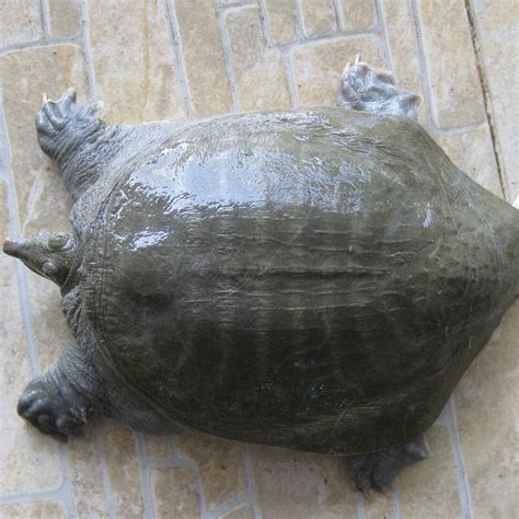 Ba Ba Trơn 08 Kg 1kg Vn