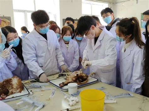 动物临床诊疗协会动物防疫检疫实操活动成功举行 农牧工程学院